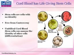 Cord Blood - what's it all about in simple terms? - Cord BloodCord Blood